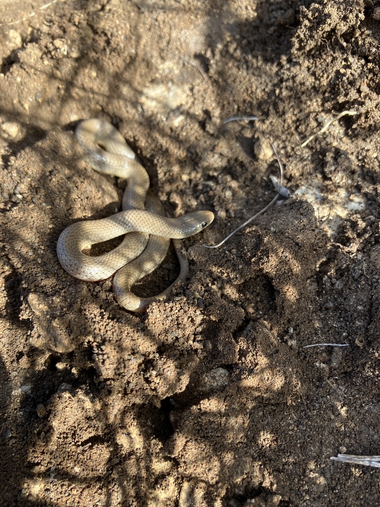 Great Plains Ground Snake from Travis Southwest, Dripping Springs, TX ...
