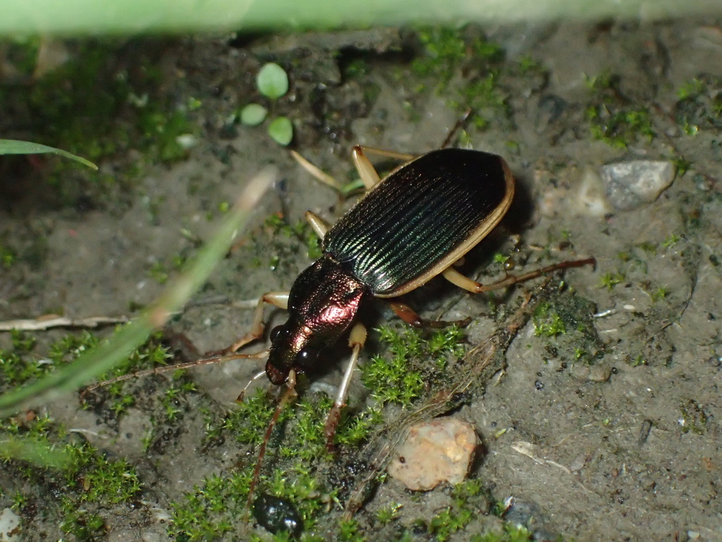 Chlaenius nigricans in September 2021 by renshuchu · iNaturalist