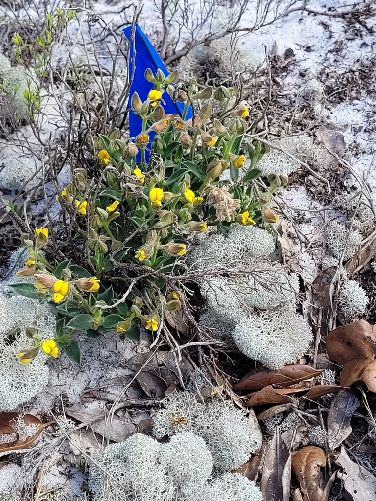 Avon Park Rattlebox in March 2023 by mmcmillian · iNaturalist