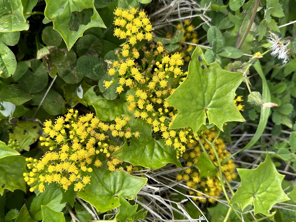 Cape-ivy from São Miguel Island, Ribeira Grande, Azores, PT on March 24 ...