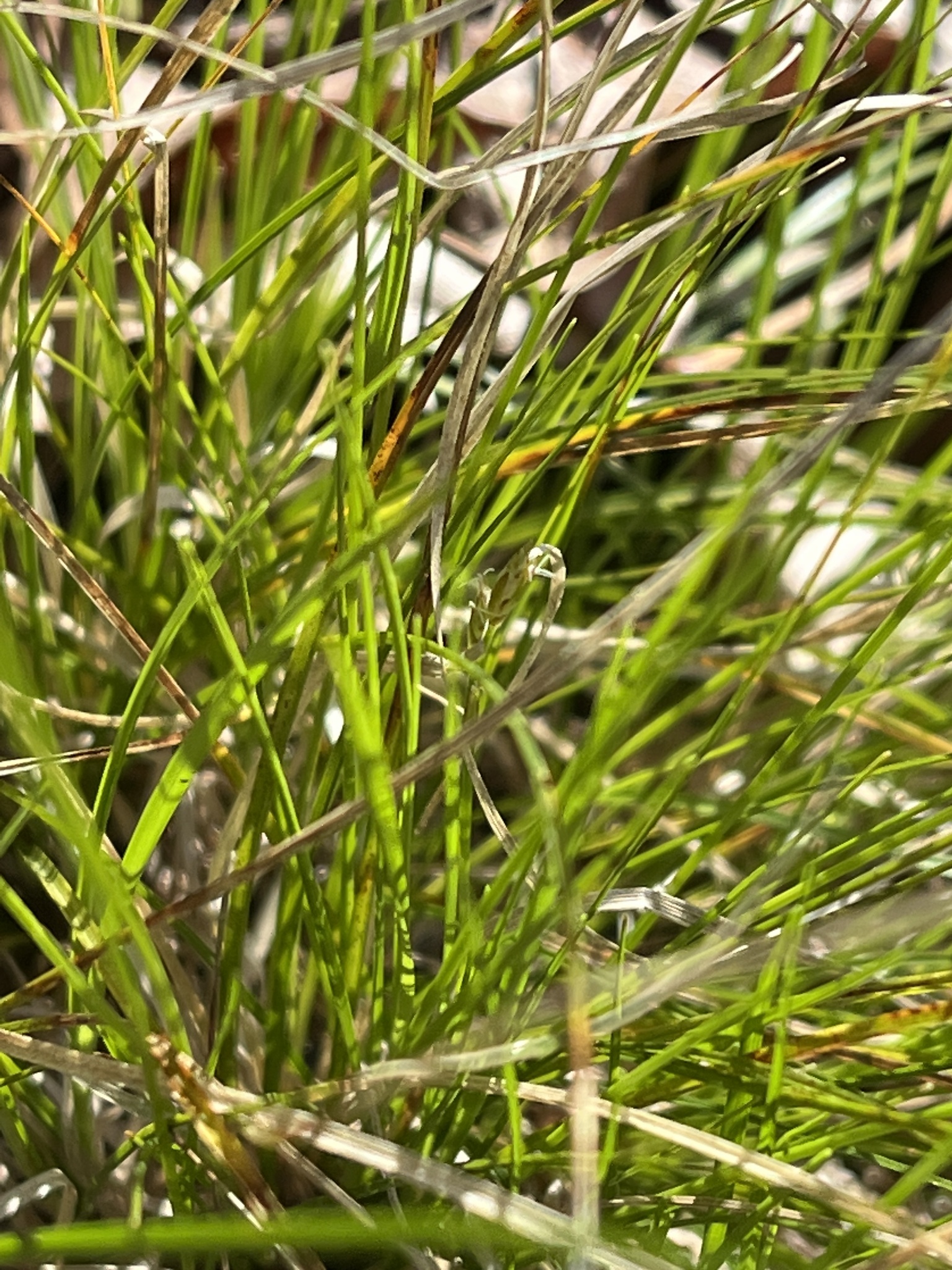 Carex albicans Willd. ex Spreng.