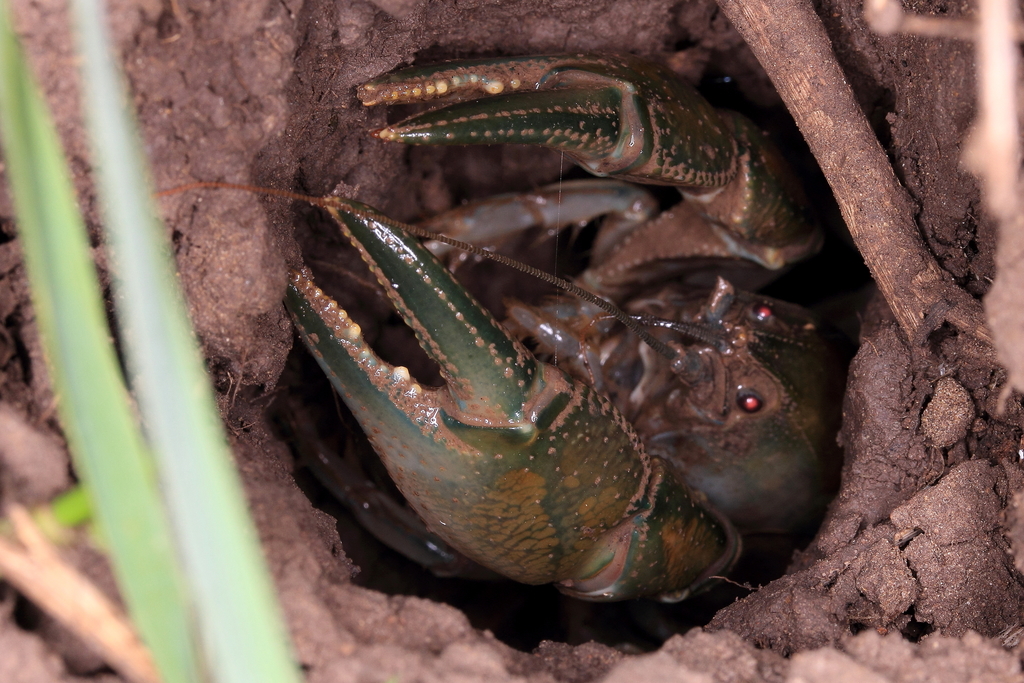 Burrowing crayfish from San Antonio, Región de Valparaíso, Chile on ...
