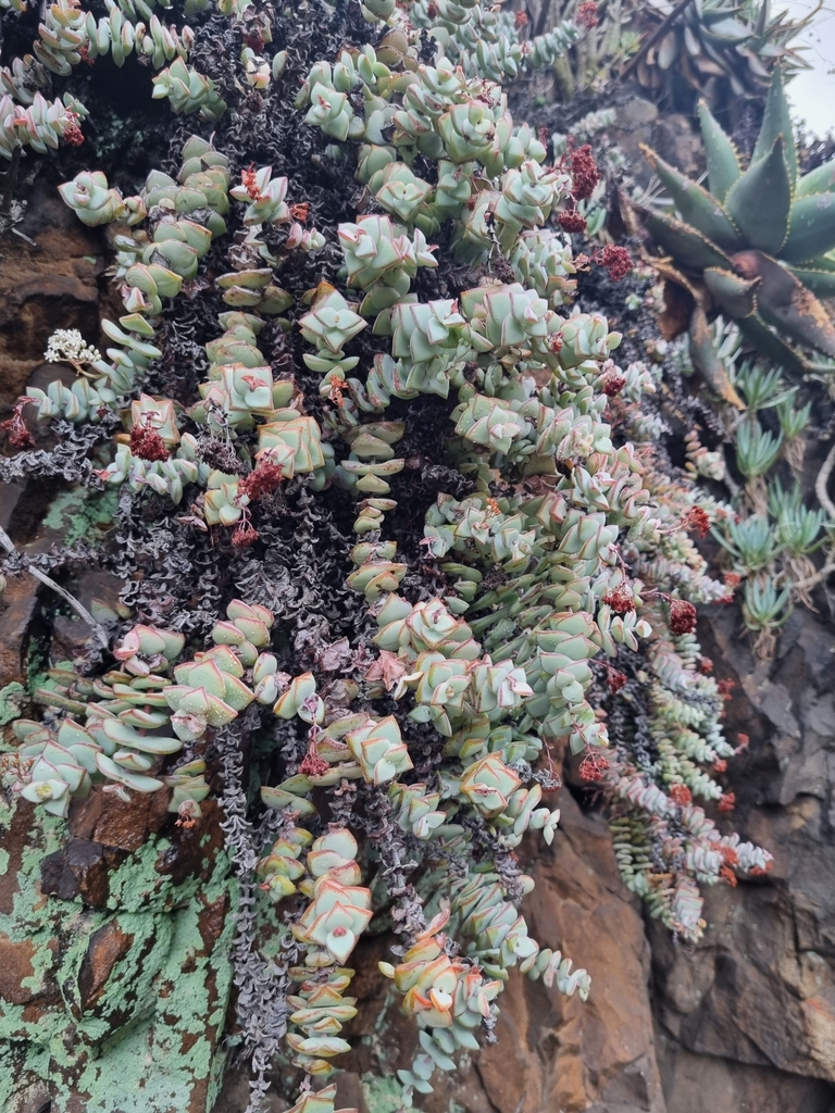 Kebab Bush from Drakenstein Municipality, South Africa on March 25 ...