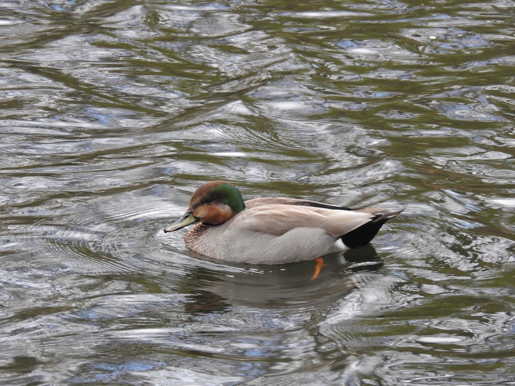 Brewer's Duck from Syon House, Brentford, England, GB on March 25, 2023 ...