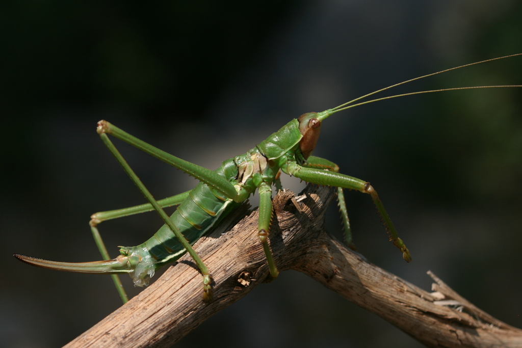 Anatolian Predatory Bush-cricket from Korkuteli/Antalya, Türkiye on ...