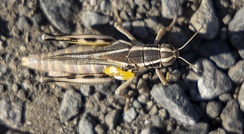 Two-striped Grasshopper from Comté de Park, Wyoming, États-Unis on ...