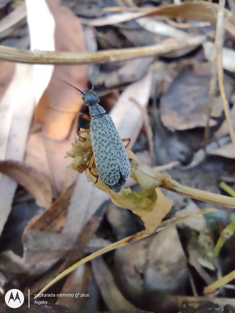 Epicauta adspersa in March 2023 by Gabriel Albelda · iNaturalist