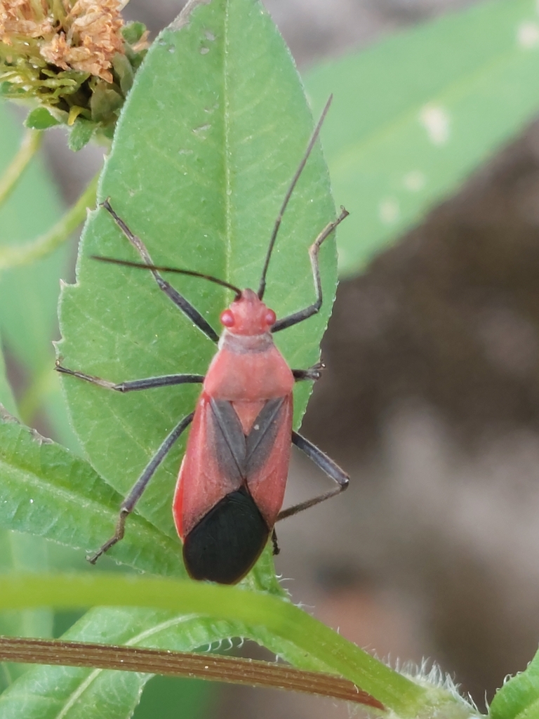 Leptocoris vicinus from 643台灣雲林縣林內鄉湖本村 on November 3, 2021 at 08:50 AM ...