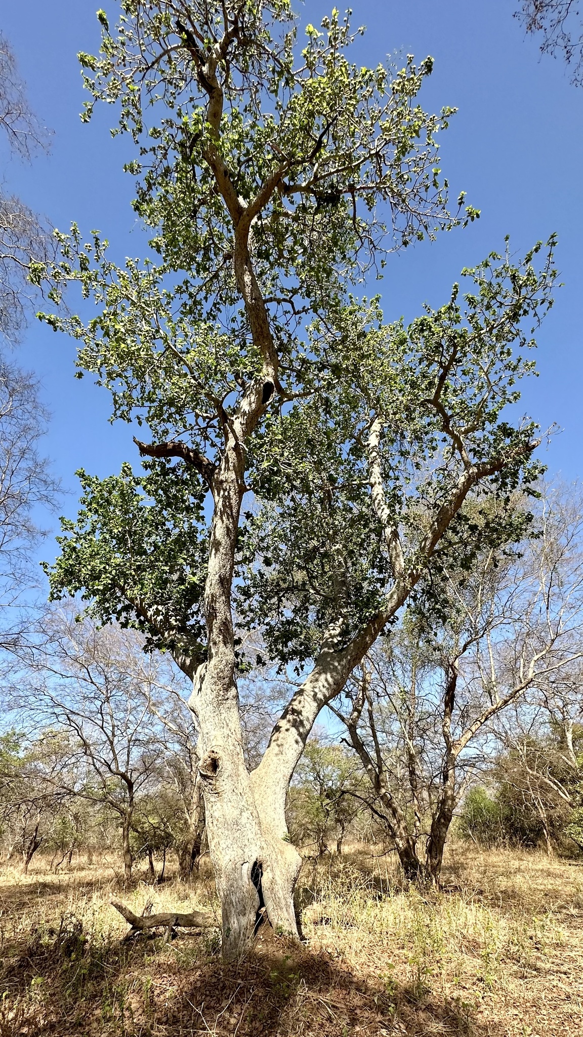 Ficus sycomorus subsp. gnaphalocarpa (Miq.) C.C.Berg