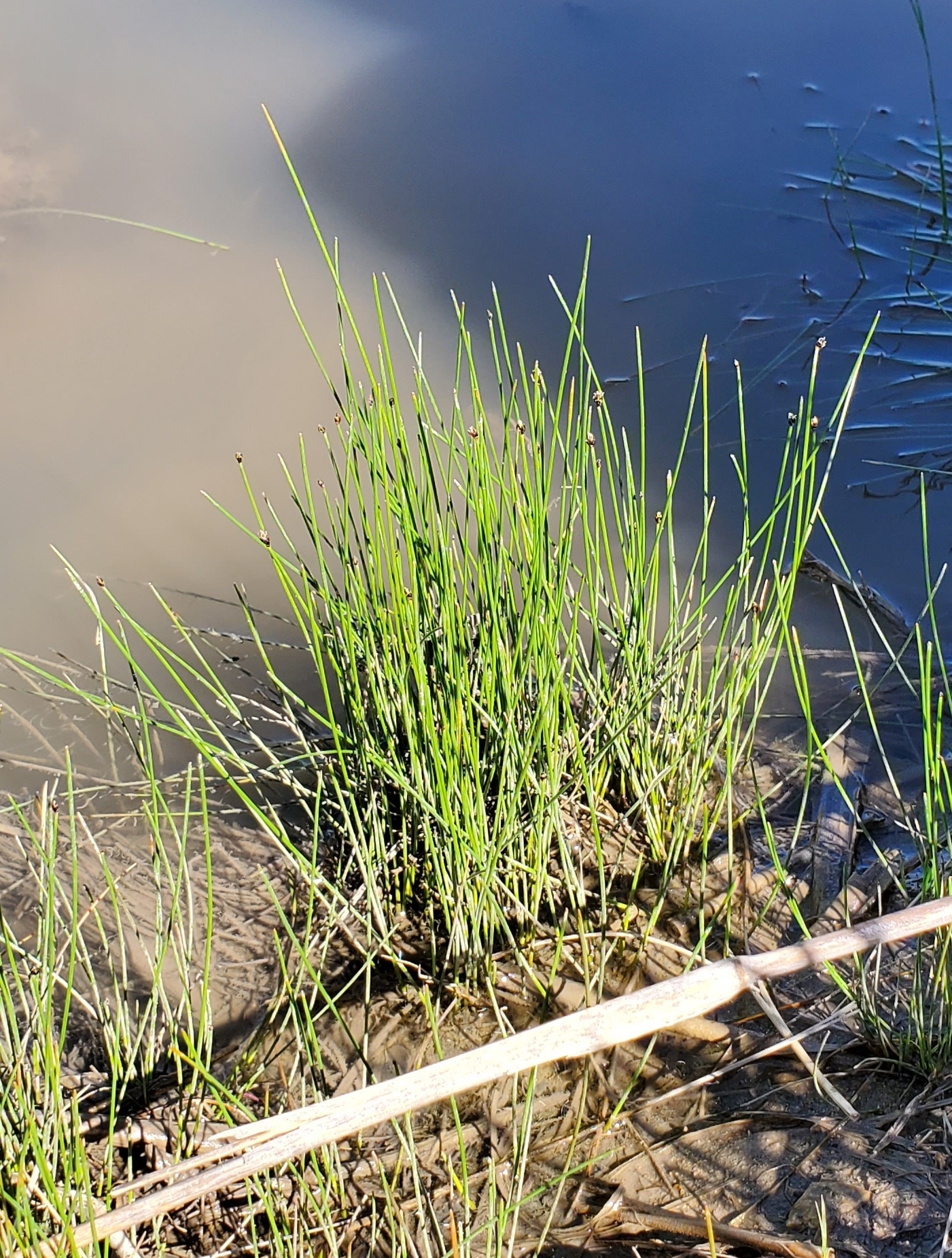 Eleocharis palustris (L.) Roem. & Schult.