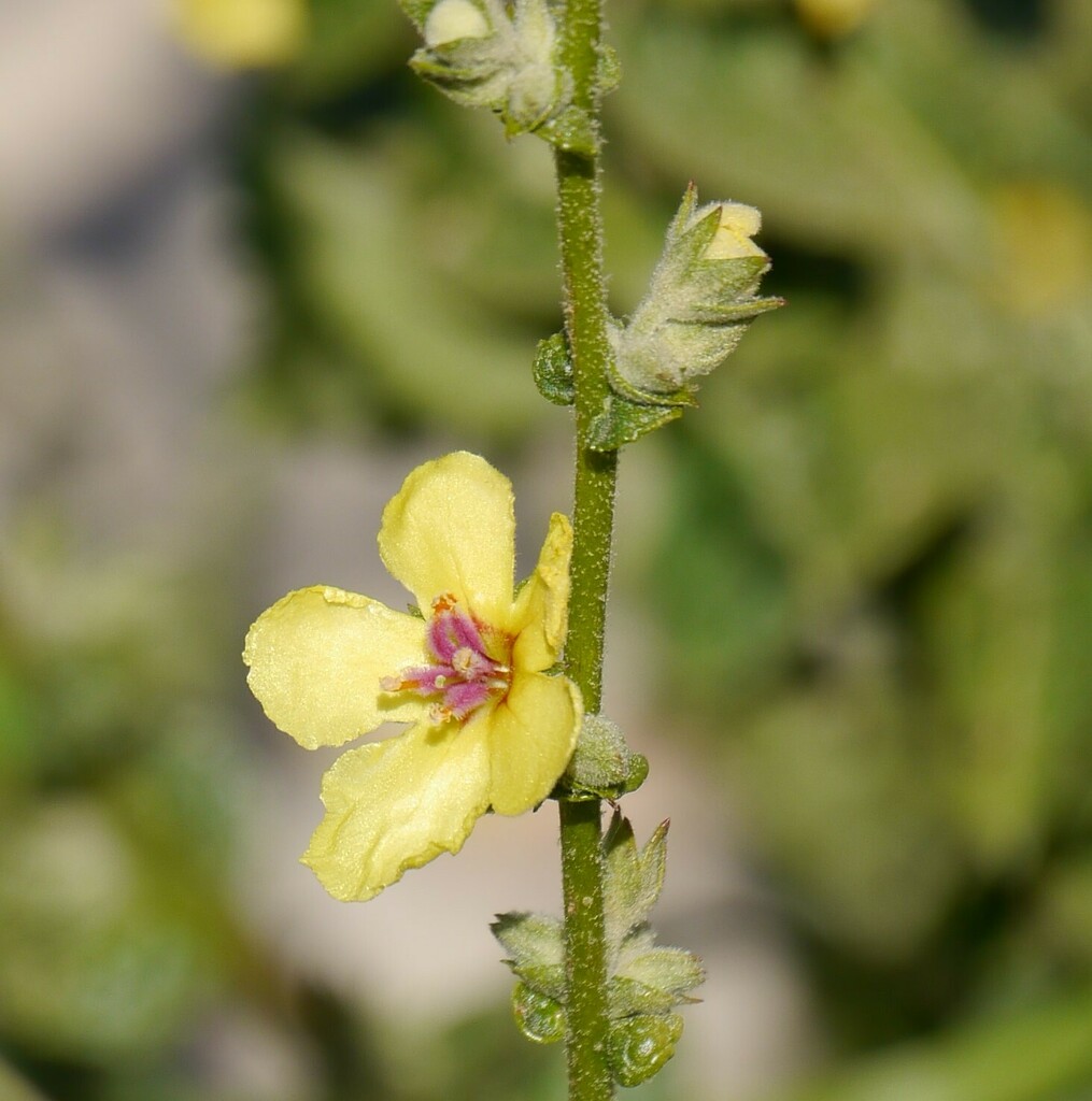 wavyleaf mullein from Carretera de Valldemossa, km 7.5, 07122 Palma ...