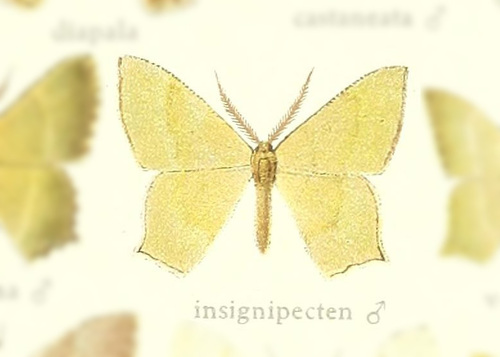Maxates insignipecten · iNaturalist