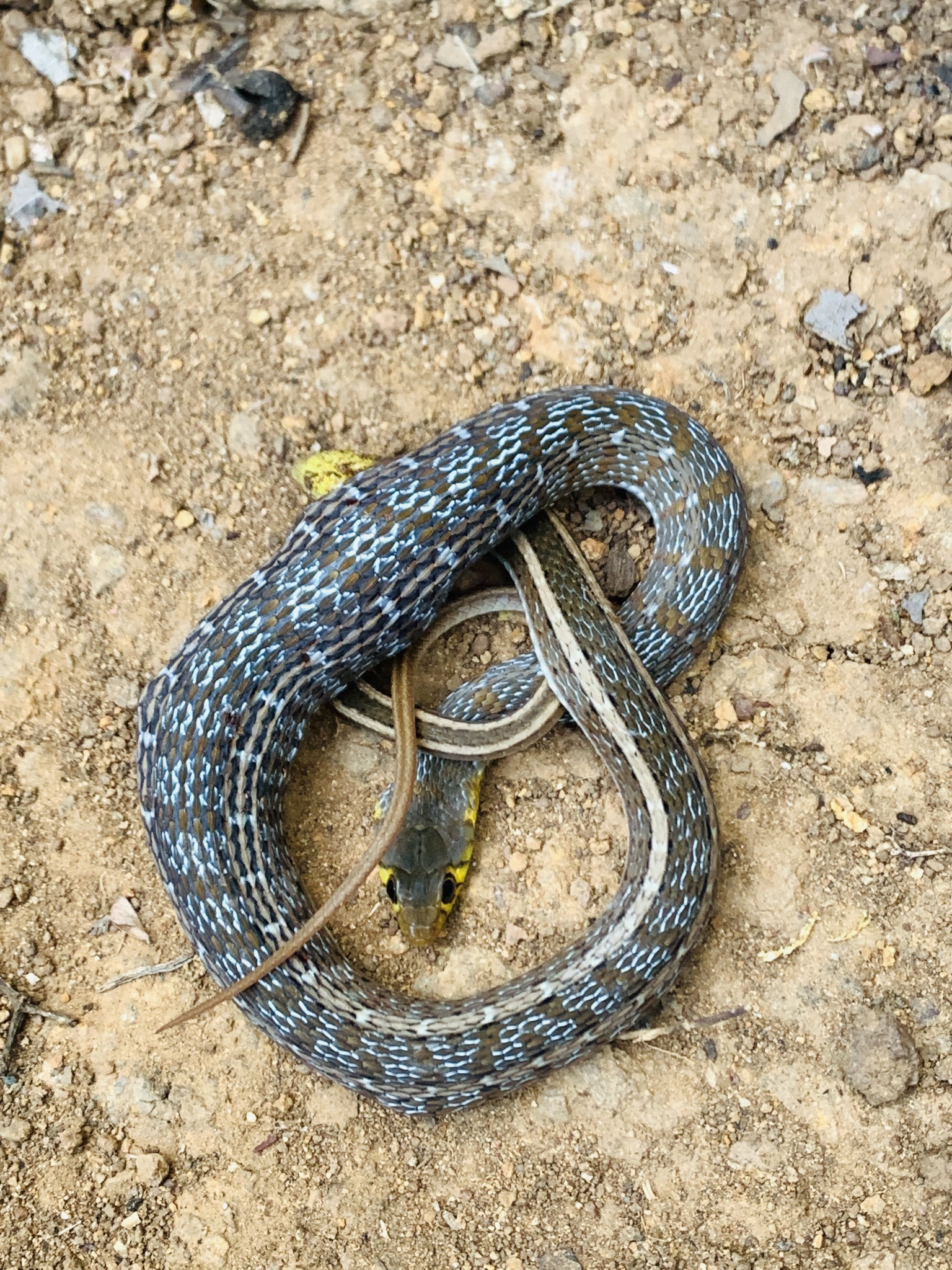 Amphiesma stolatum (Linnaeus, 1758)