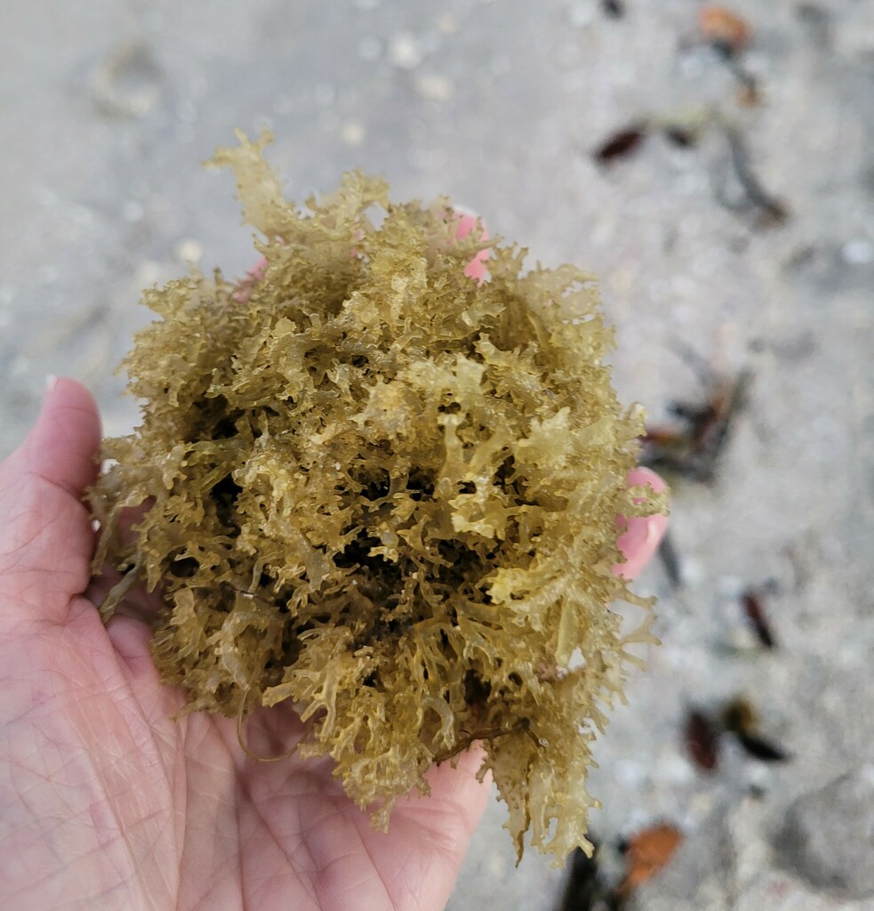 Canistrocarpus cervicornis from Casey Key, Nokomis, FL, USA on March 25 ...