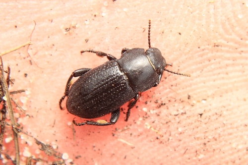 Phylan pilipes · iNaturalist