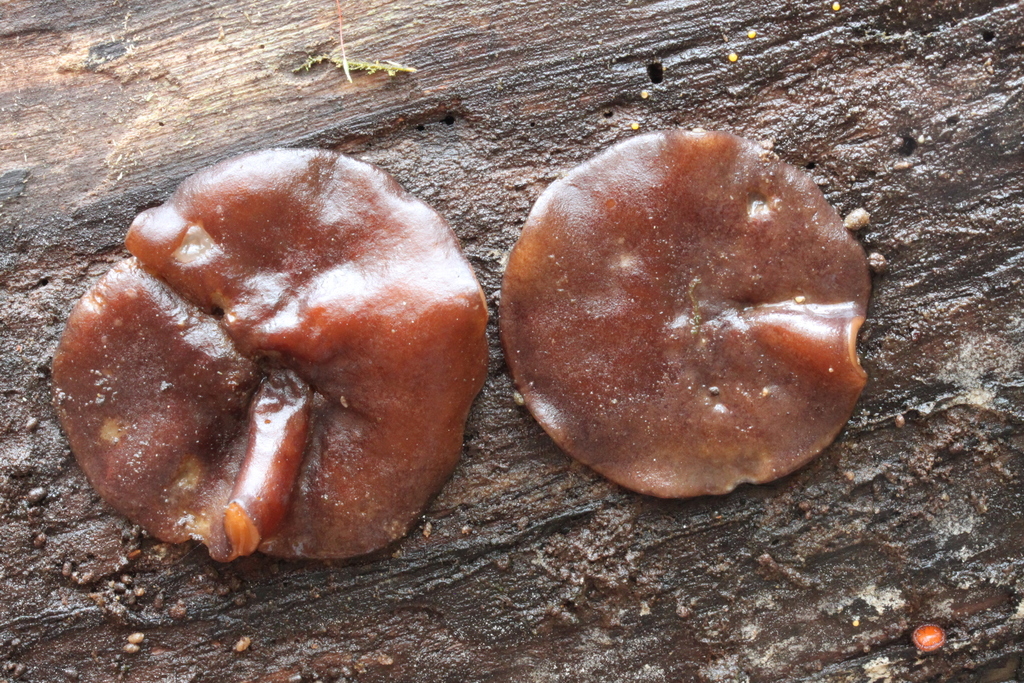 Copper Penny Fungus (Fungi of Pinery Provincial Park) · iNaturalist