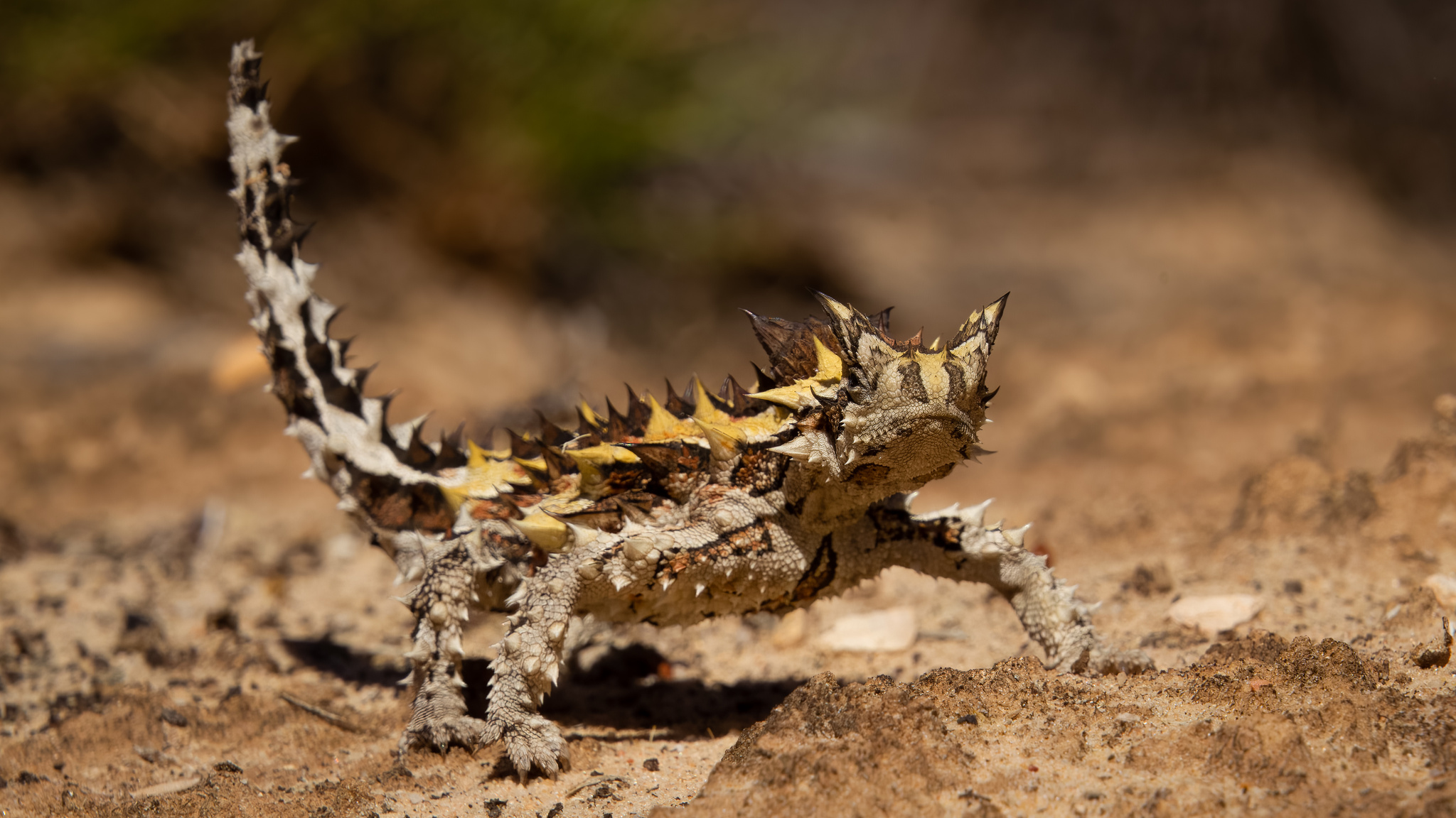 Moloch horridus Gray, 1841
