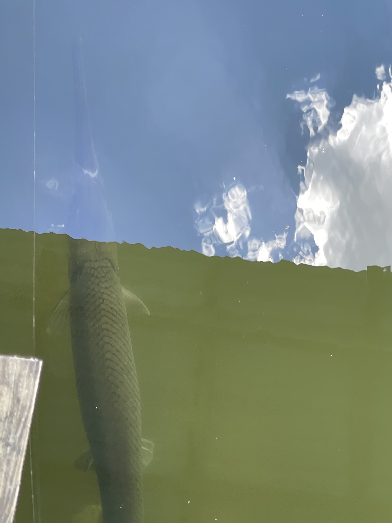 Lepisosteus osseus (Linnaeus, 1758)