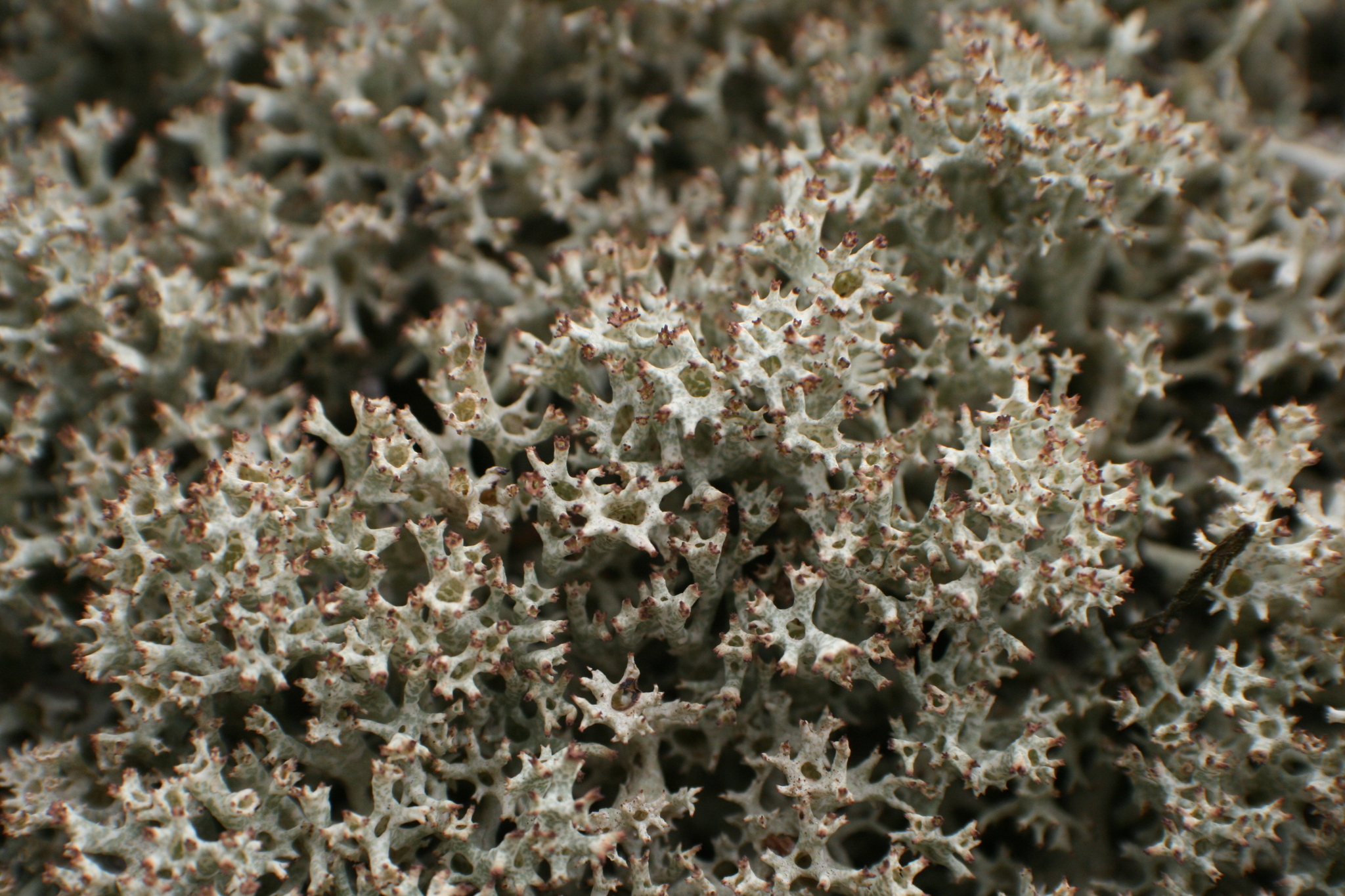 Cladonia mitis Sandst.