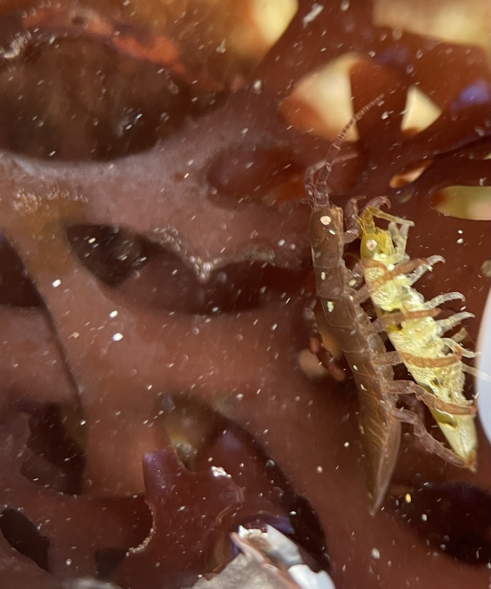 Idotea granulosa Rathke, 1843