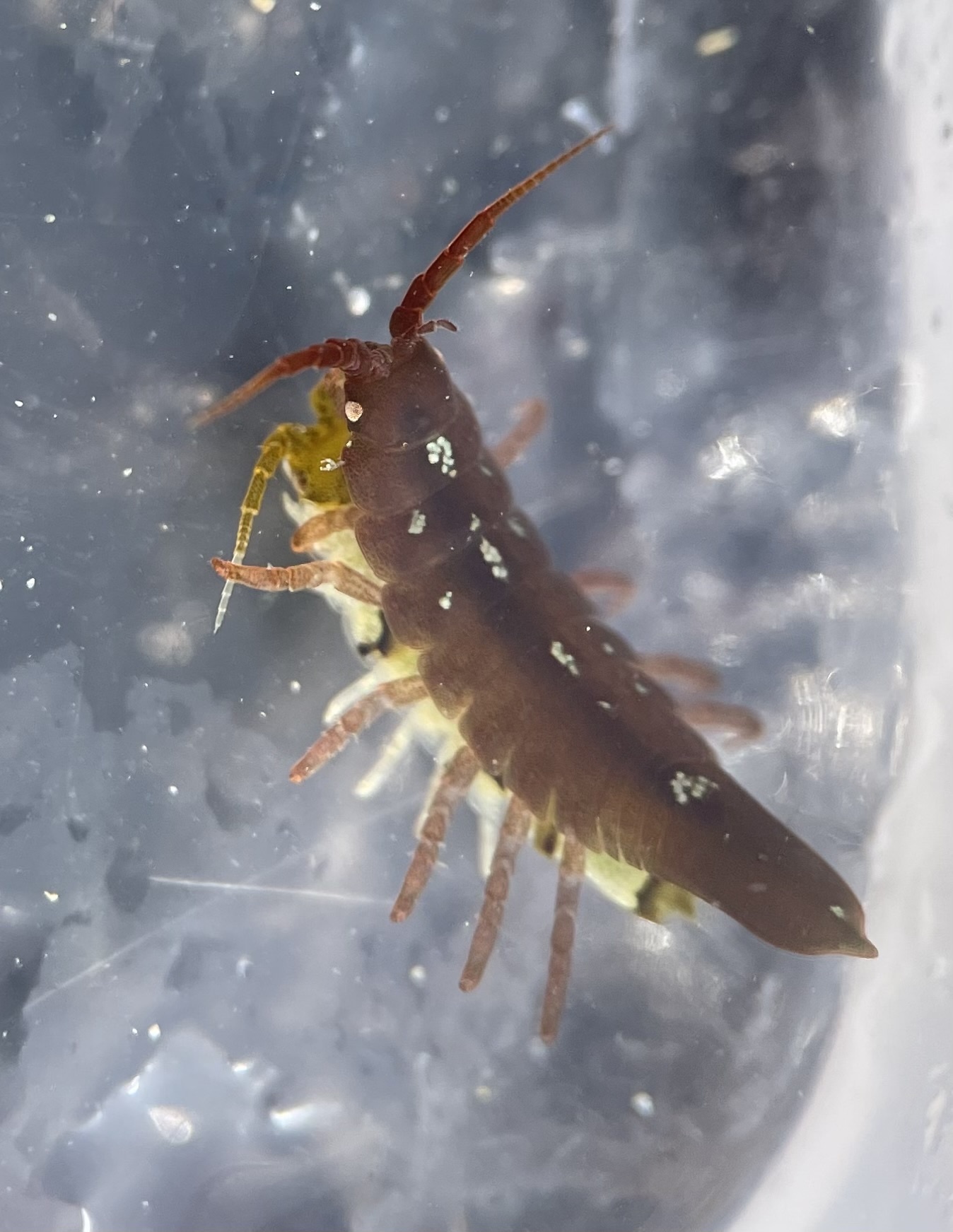 Idotea granulosa Rathke, 1843