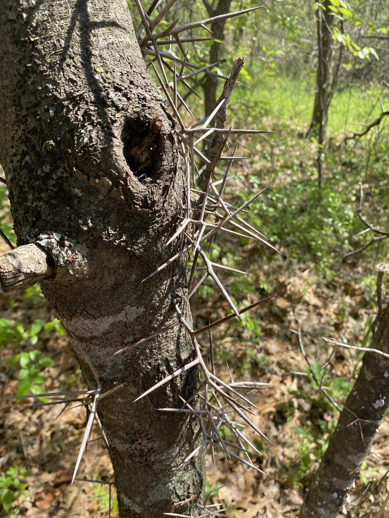 honey locust from Elmer W. Oliver Nature Park, Mansfield, TX, US on ...