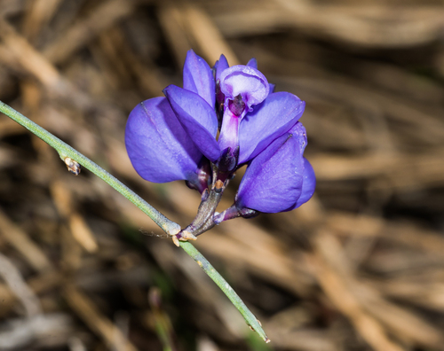 Polygala microphylla · iNaturalist United Kingdom