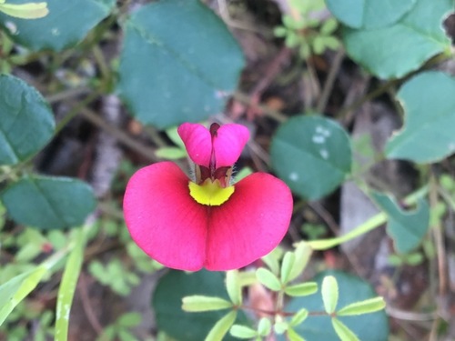 Kennedia carinata · iNaturalist