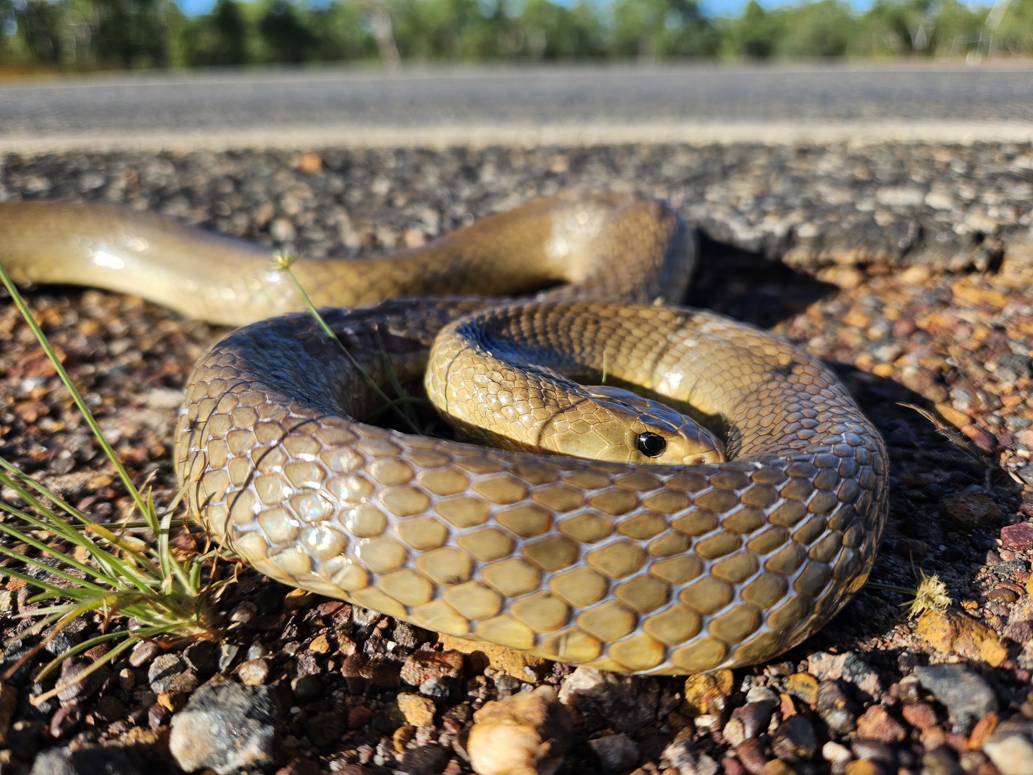 Pseudonaja nuchalis Günther, 1858
