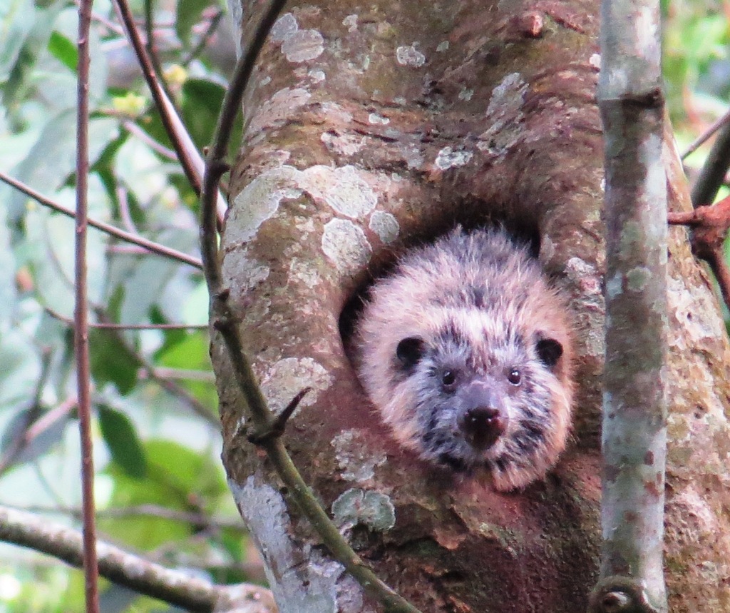 Hyraxes (Procaviidae) - Know Your Mammals