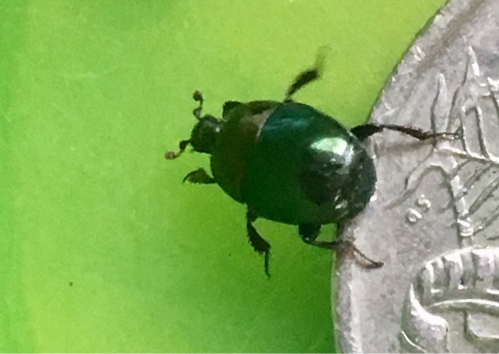 Saprinus splendens in October 2018 by QuestaGame. Sighting and photos ...