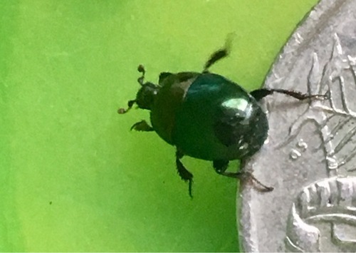 Saprinus splendens · iNaturalist