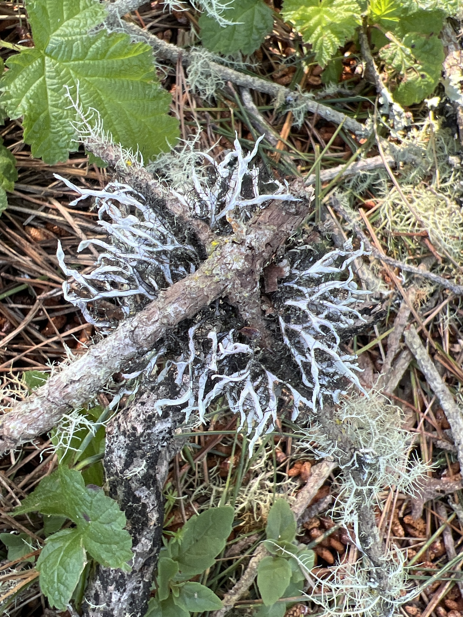 Leucodermia leucomelos (L.) Kalb