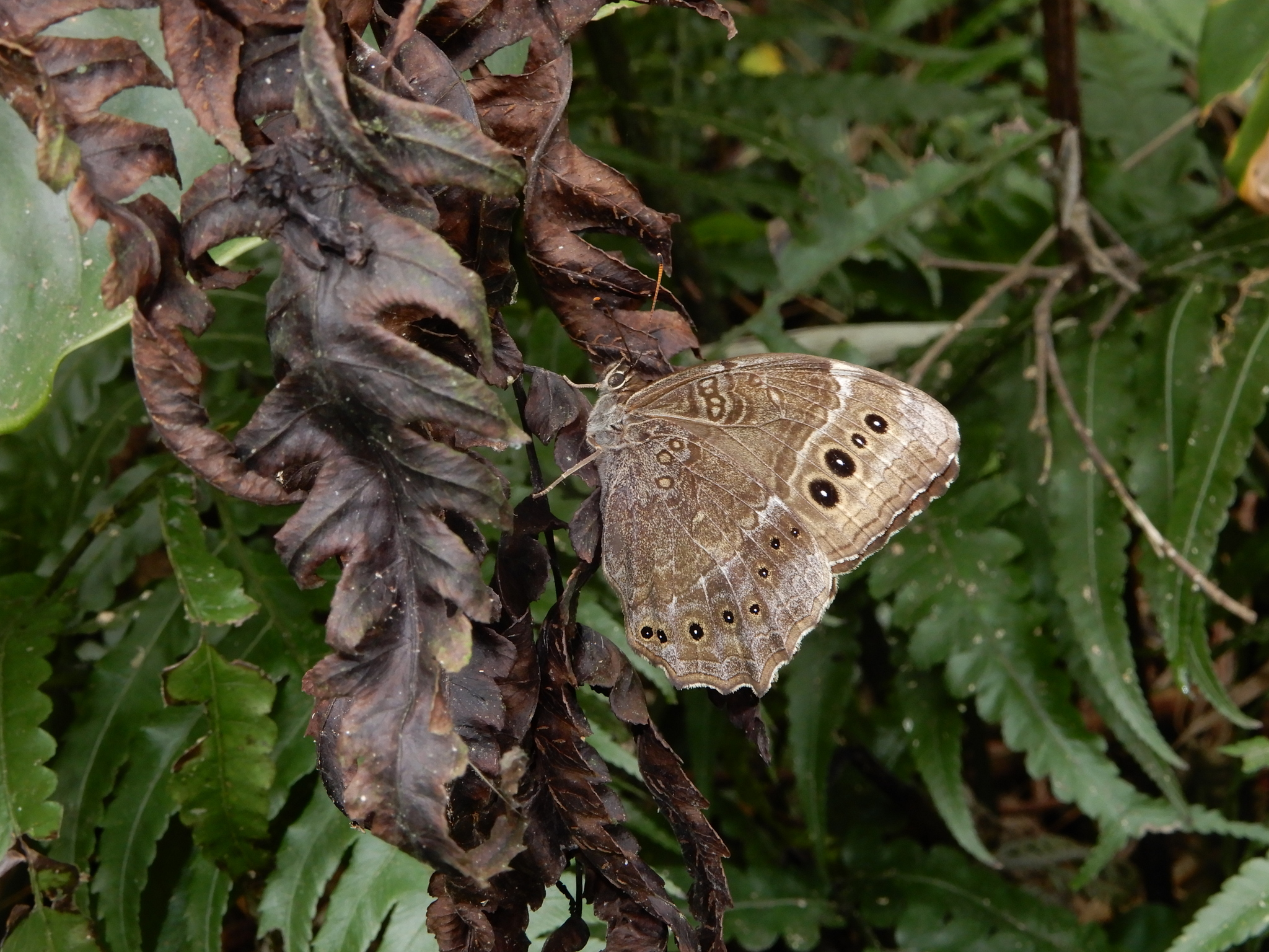 Neope muirheadii (Felder, 1862)