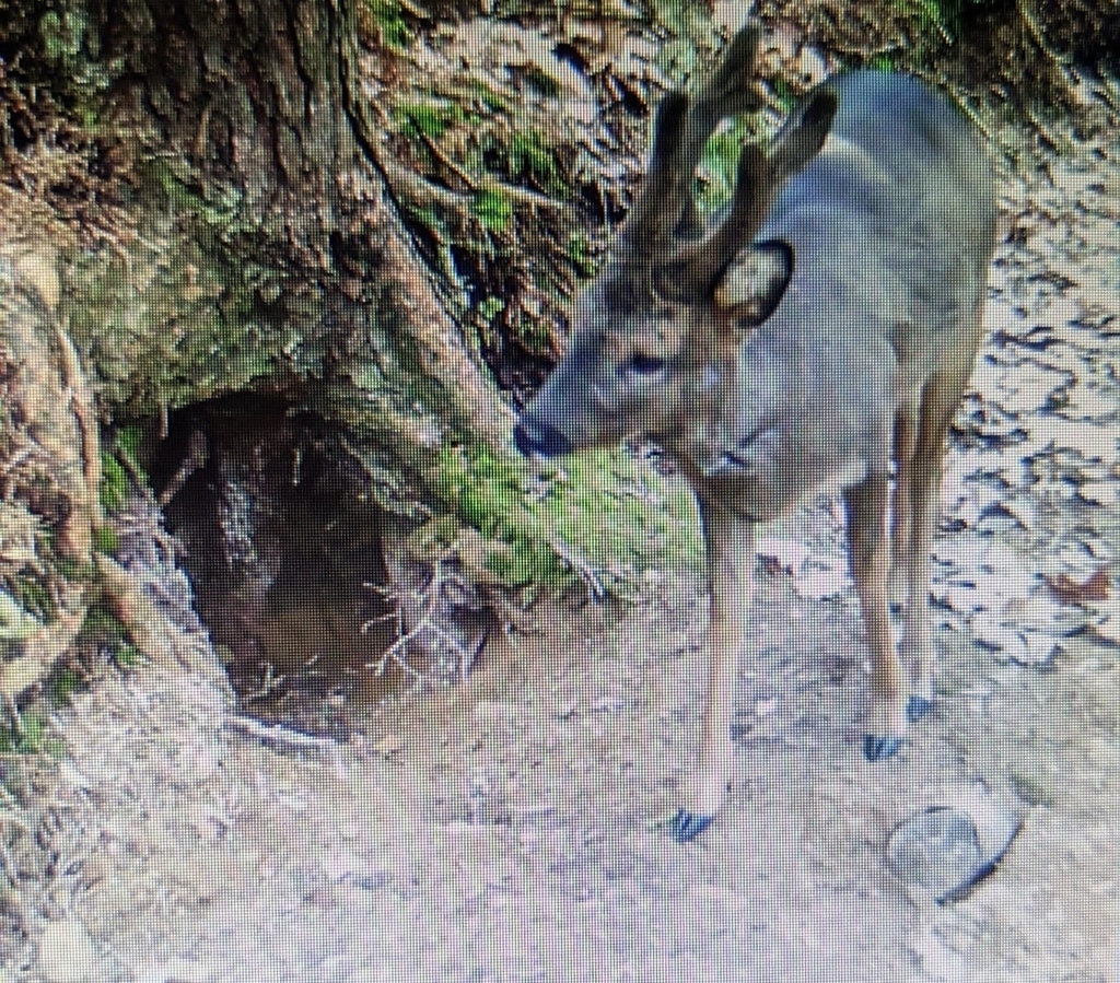 Western Roe Deer from Scarborough YO12 5NL, UK on February 22, 2023 by ...
