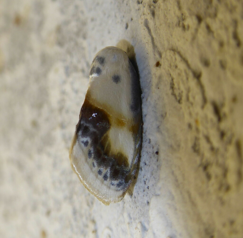 Negeta luminosa from Gaborone North, Gaborone, Botswana on March 25 ...