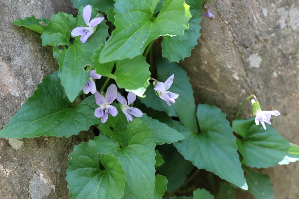 Le Conte's Violet from 100 National Park Rd, Hopkins, SC 29061, USA on ...