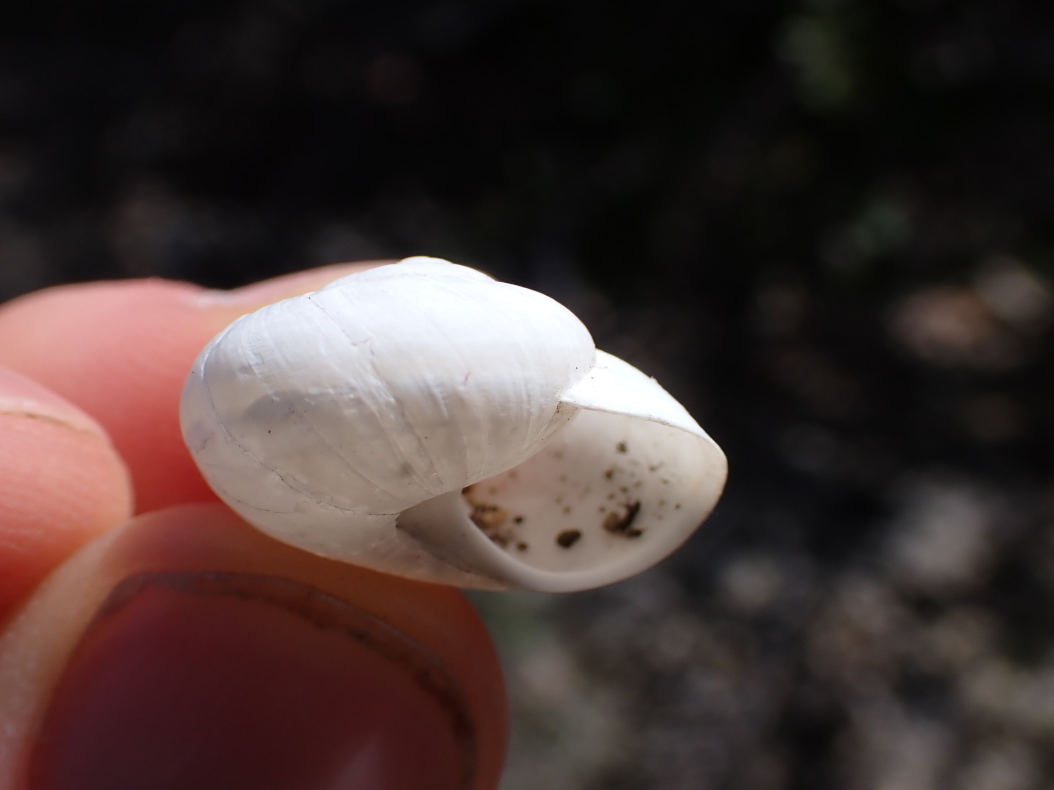 Pseudotachea splendida (Draparnaud, 1801)