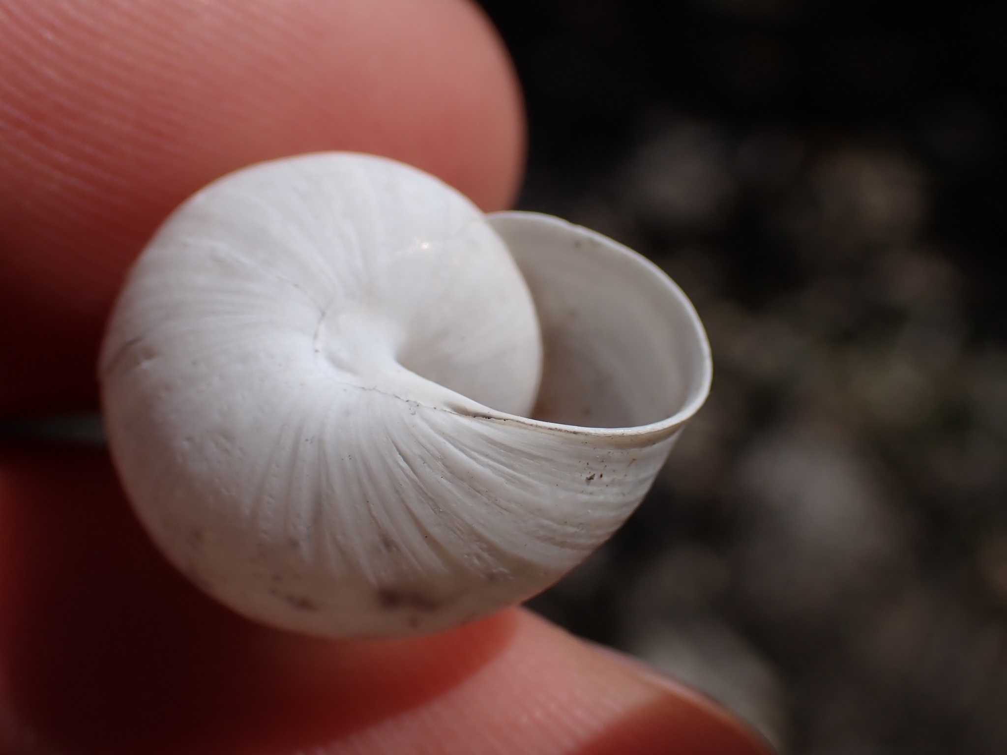 Pseudotachea splendida (Draparnaud, 1801)