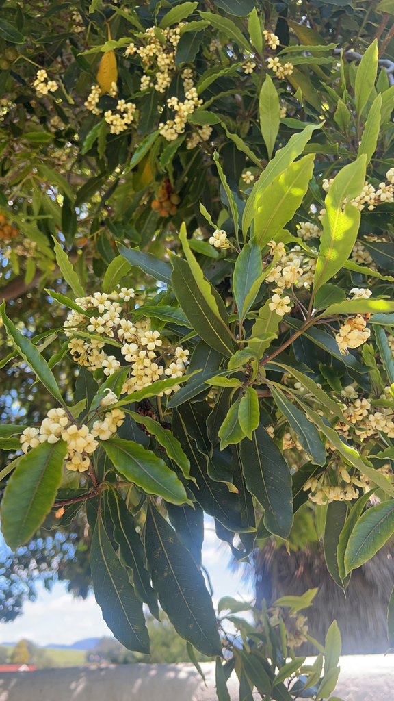 Australian Cheesewood from San Luis Obispo on March 24, 2023 at 01:00 ...