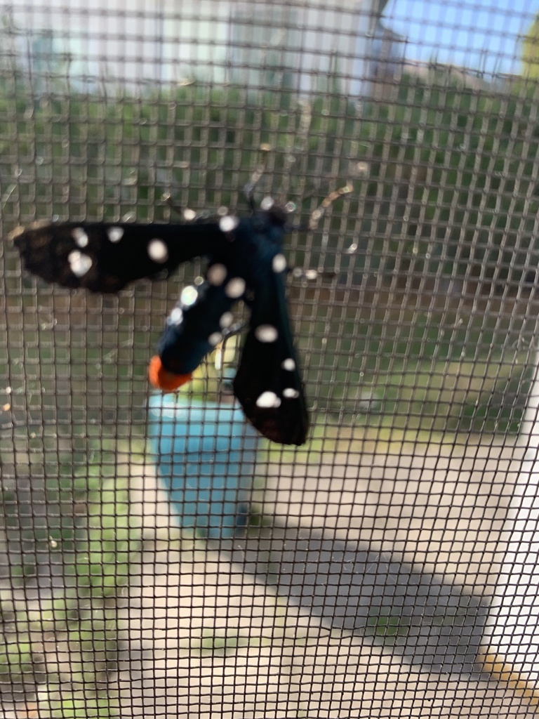 Polka-Dot Wasp Moth from Ficus Tree Rd, Kissimmee, FL, US on March 23 ...