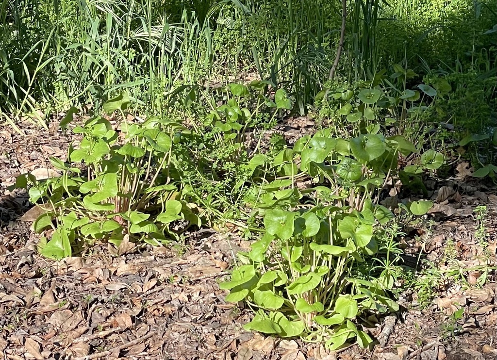 miner's lettuce from Esteli Park, La Habra, CA, US on March 24, 2023 at ...