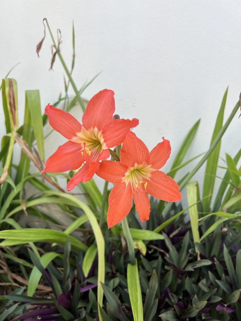 Barbados Lily from Puerto Rico, San Juan, Puerto Rico, US on March 25 ...