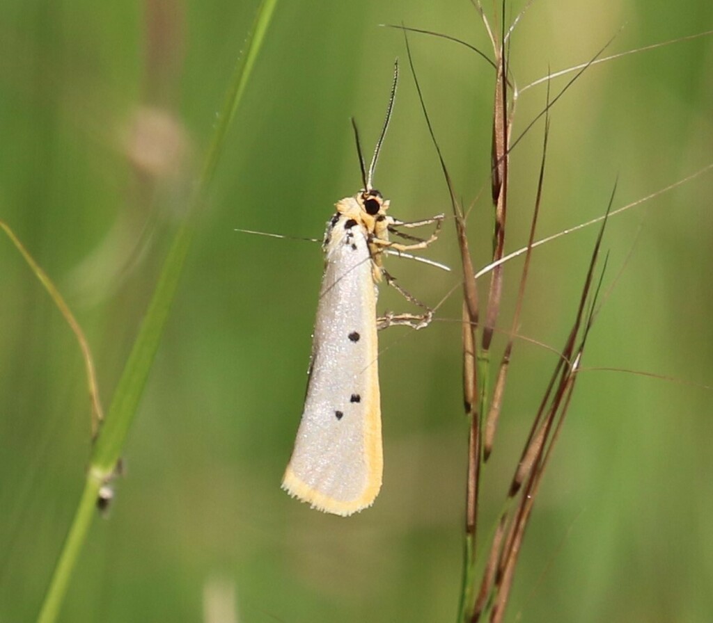 Tri-spot Footman from Mkhomazi Wilderness area, South Africa on ...