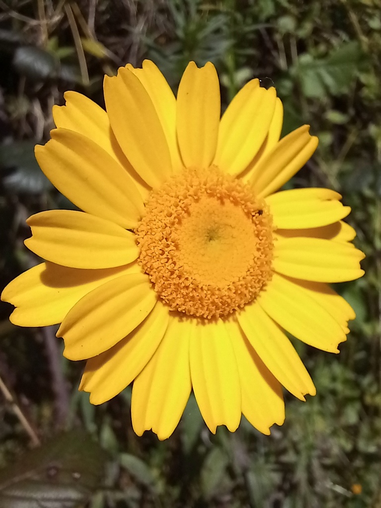 Mediterranean Marigold from Fontelas, Loures on March 25, 2023 at 03:07 ...
