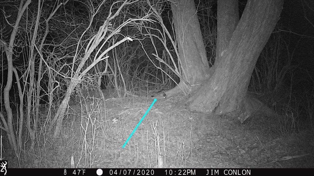 Long-tailed Weasel from Squirrel Swamp Mtn, Harriman SP on April 07 ...