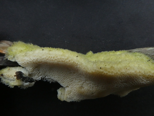 Observations by oldfriend · iNaturalist