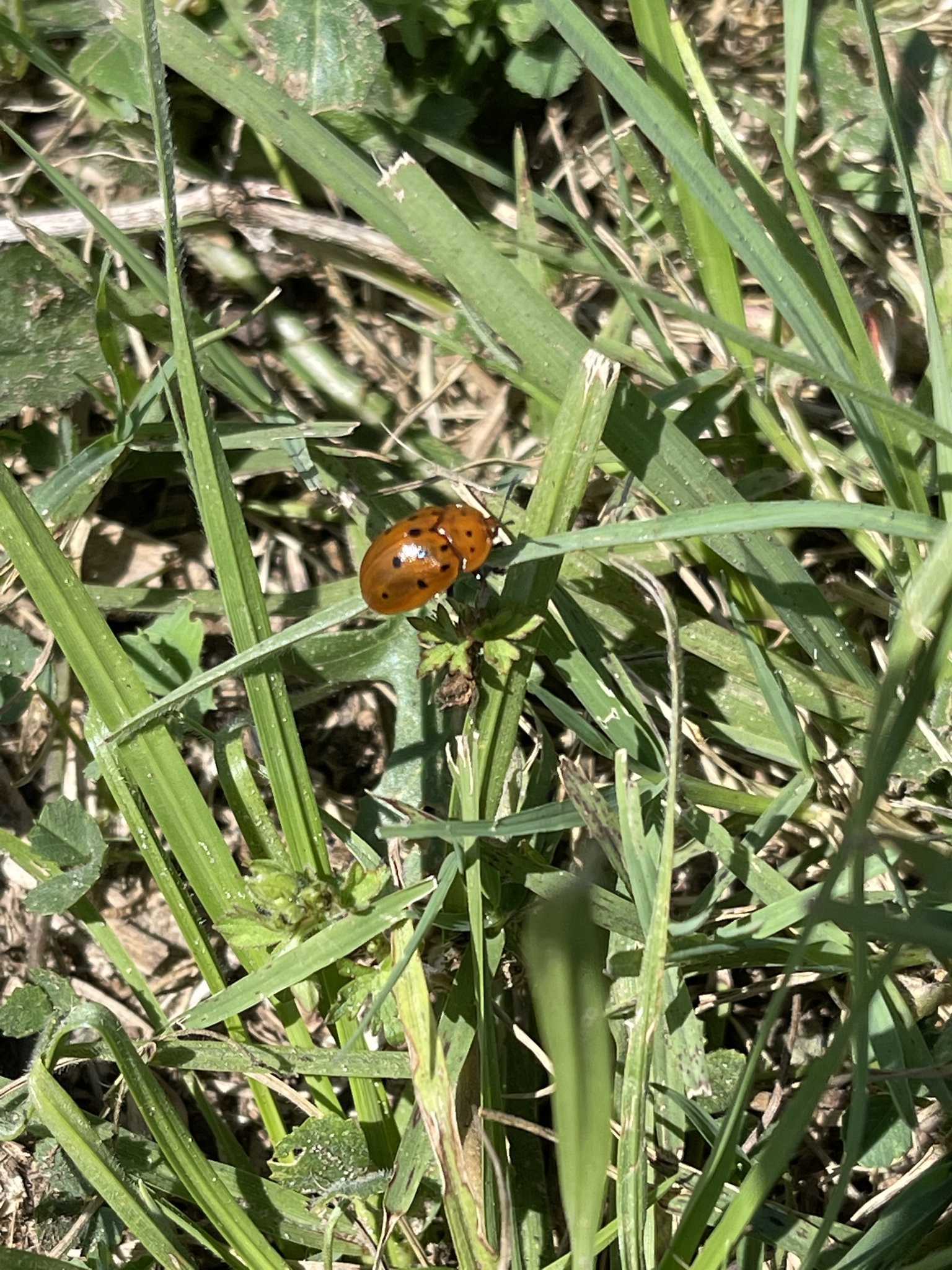 Chelymorpha cassidea (Fabricius, 1775)