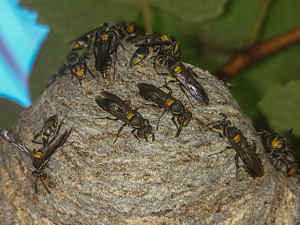 Polybia ruficeps xanthops from Tibau do Sul - RN, Brasil on March 25 ...