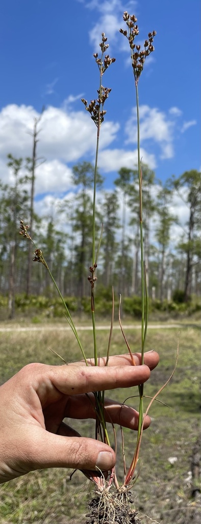 Elliott's rush from Frostproof, FL, US on March 25, 2023 at 01:53 PM by ...